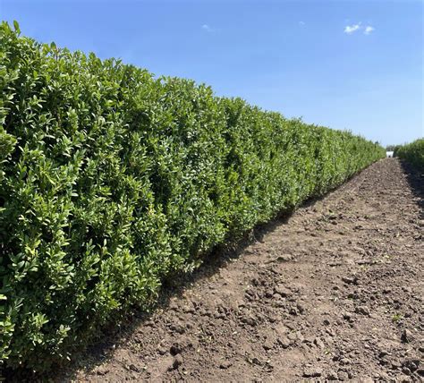 Common Boxwood Hedge Elegant Buxus Sempervirens Instanthedge