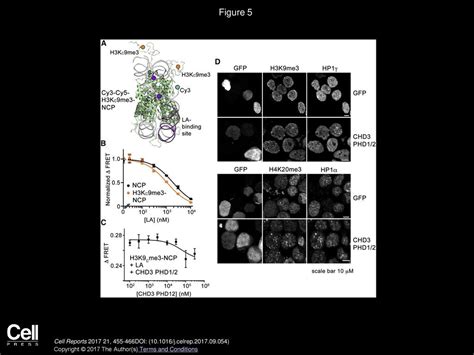 Covalent Modifications Of Histone H3k9 Promote Binding Of Chd3 Ppt Download
