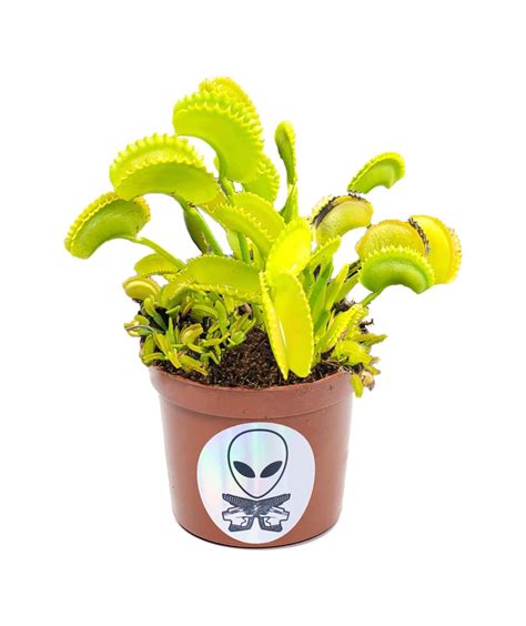 Venus Flytrap Ultimate Bug Eating Flower Phenomenon