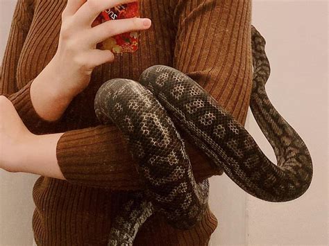 Coogee Nsw Warning After Pythons Let Loose In Beachside Suburb Au — Australias