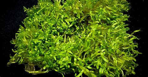 Riccia Fluitans Album On Imgur