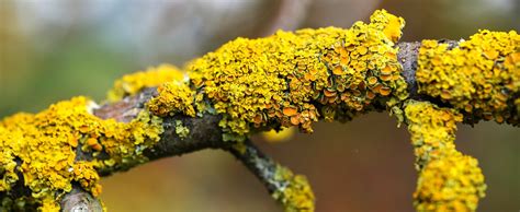 Quizz Sur Les Lichens Connecteurs Logiques Bzib