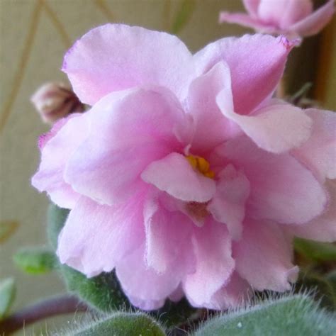 Фиалка Розовая гирлянда купить в Зеленограде цена 50 руб дата