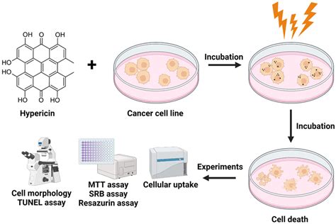 Ijms Free Full Text Hypericin Based Photodynamic Therapy Displays