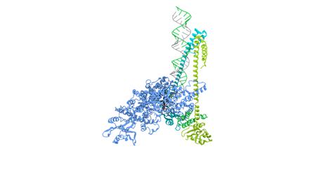investigating the structural basis of sars cov 2 replicase substrate