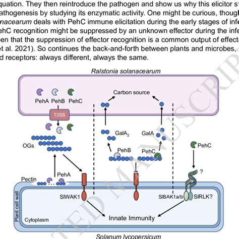 Figure The Roles Of Ralstonia Solanacearum Peha C Effectors During Download Scientific Diagram