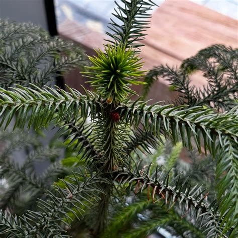 크루얼티프리 비건 베이크샵 피봇 12월 17일 화요일 라인업 And 픽업 예약 피봇과 아아아주 가까운 곳엔 24시간 마트가 있답니다ꗯ̤̫ 매일 아침 트럭에서 바로 내린