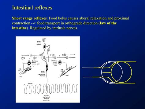 Ppt Gi Physiology Review Powerpoint Presentation Free Download Id 847154