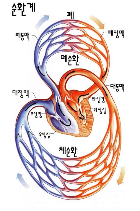 폐순환 체순환 순서 시보드