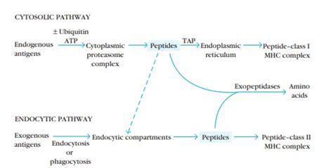 Antigen Processing And Presentation Cytosolic Pathway And Endocytic Pathway Biology Notes Online
