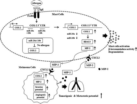 Regulatory Role Of The Mir 26a 26b Cox 2 Mip 2 Loop In Allergic
