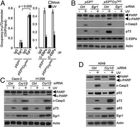 C Ebp Alpha Polyclonal Antibody Pa1 825
