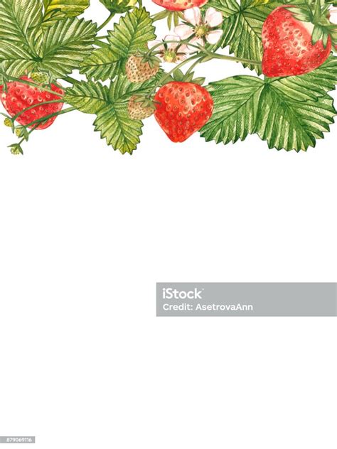 흰색 바탕에 익은 빨간 베리 딸기와 수직 배너 포장 천연 화장품 건강 관리 제품에 대 한 디자인 와 텍스트에 대 한 장소 0명에