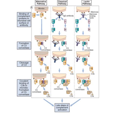 Complement The Pathways Flashcards Quizlet