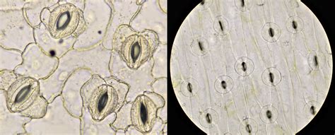 Stomata Microscope Stomata On A Moss Capsule The Capsule Was About