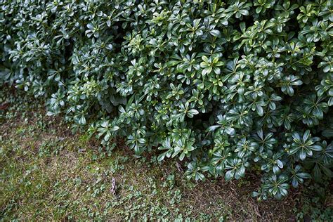 How To Grow And Care For Pittosporum Gardeners Path