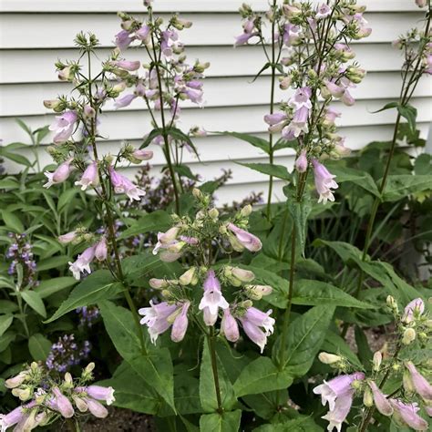 Hairy Penstemon Penstemon Hirsutus