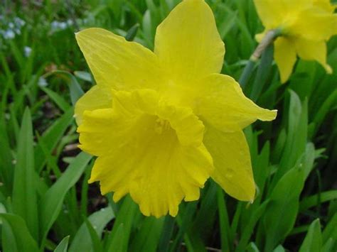 Opencv Image Processing Pipeline To Segment A Flower From A Plant Image Stack Overflow