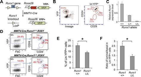 RUNX1 A Transcription Factor Mutated In Breast Cancer Controls The Fate Of ER Positive Mammary