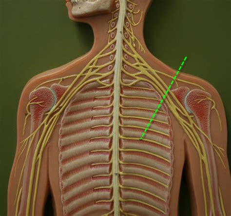 A P Model Inventory For Nerves Nerve Plexuses Lab Flashcards Quizlet