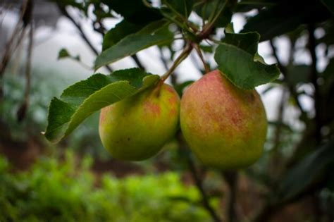 Premium Photo Apple Tree With Red Apples