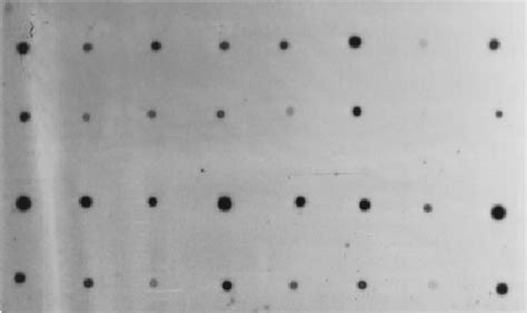 Transcription Of The Bacteriocin Operon Is A Temperature Sensitive Download Scientific Diagram
