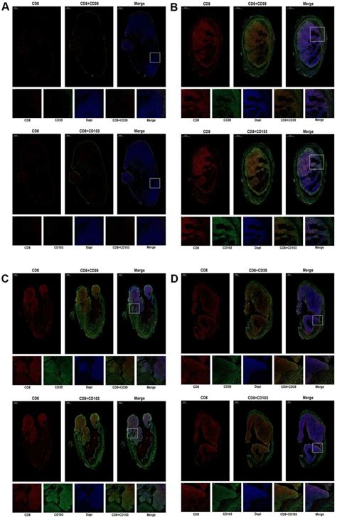 The Expression Of Cd39 Cd103 And Cd8 Were Tested By Download