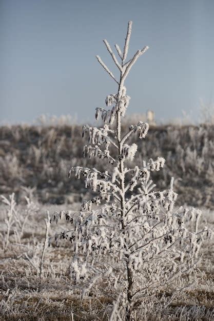 Premium Photo Winter Landscape Withered Grass Covered With Frost