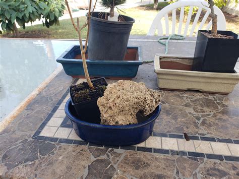 Trident Maple Root Over Rock Rbonsaicommunity