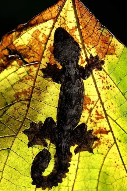 Free Photo Flying Gecko On Gree Leaves Flying Gecko Camouflage On Leaves