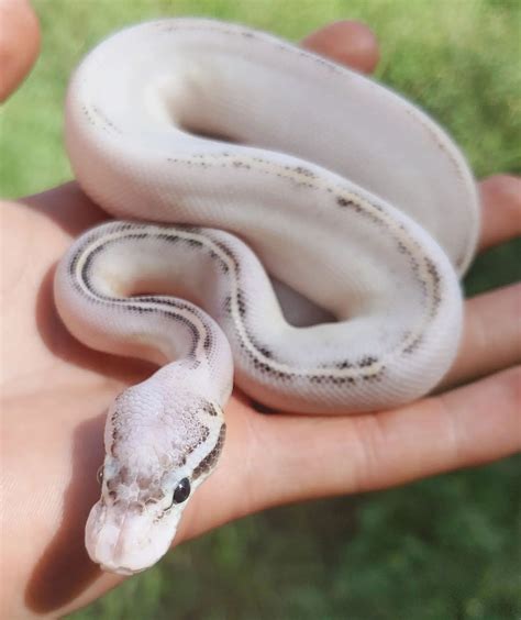 Pastel Cinnamon Highway Ball Python By Olympian Exotics Morphmarket