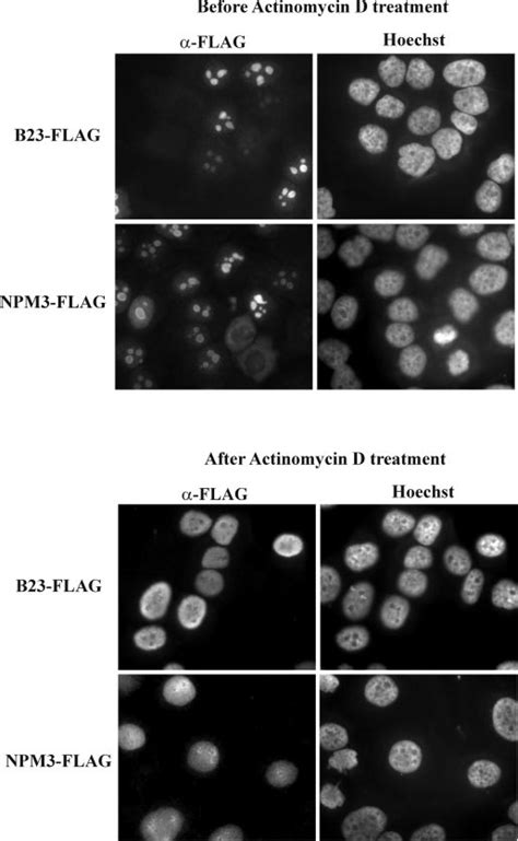 The Nucleolar Location Of Npm3 Is Sensitive To Actinomycin D Treatment Download Scientific