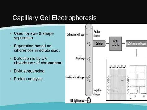 Capillary Electrophoresis Principles And Applications What Is