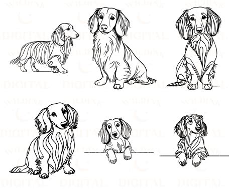 Longhaired Dachshund Svg And Png Clipart Bundle Digital Line Art