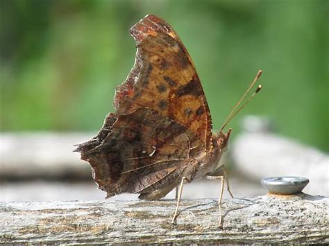 Polygonia Interrogationis Bugguidenet
