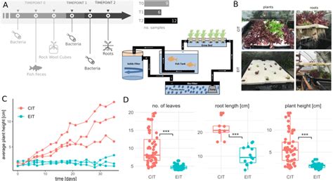 Aquaponic System Design And Plant Phenotype A Aquaponics Sampling