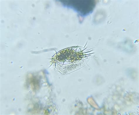 Euplotes 250× Rmicroscopy