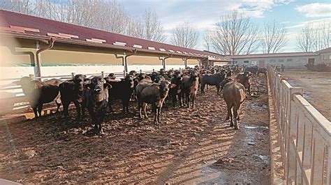 Традицията срещна предприемачеството и „роди най голямата биволовъдна ферма у нас Български
