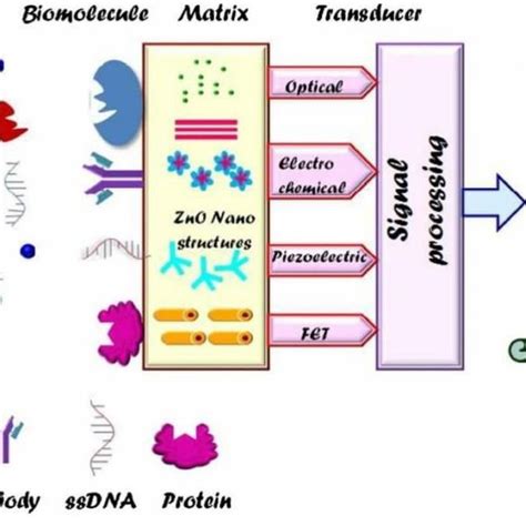 Schematic Diagram Of Biosensor [5] Download Scientific Diagram