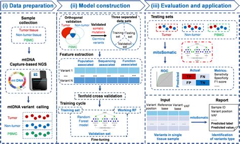 Workflow Of Mitosomatic Mitosomatic Framework Consists Of Data Download Scientific Diagram