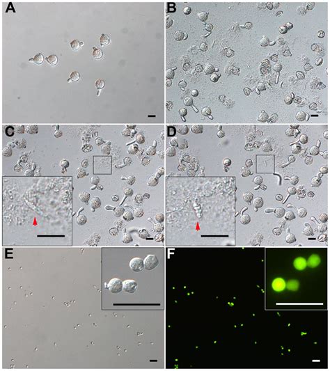 Isolation Of Gcs From Just Germinated Pollen Grains A Pollen Grains Download Scientific