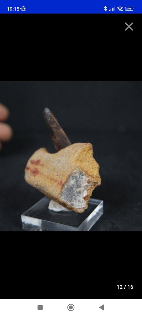 Spinosaurus Jaw Fake Is It Real How To Recognize Fossil Fabrications The Fossil Forum