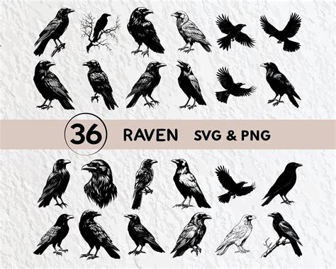 Raven Silhouette Vector Art Raven Svg Bundle Png Cricut Cut Files