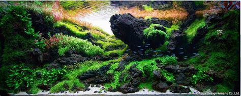 Nature Aquarium And Aquascaping