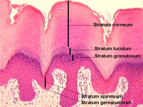 Stratum Corneum Slide