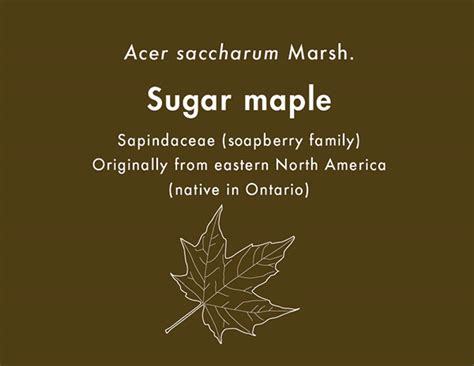 Sugar Maple Branching Pattern