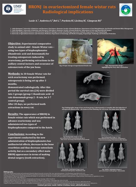 Pdf Bronj In Ovariectomized Female Wistar Rats Radiological Implications
