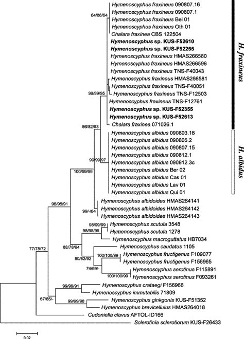 Neighbor Joining Nj Tree Of Hymenoscyphus Spp Based On The Internal Download Scientific