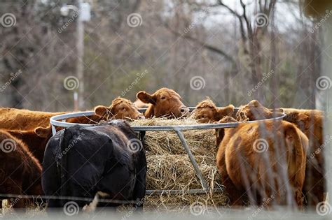 Cows Eat Hay at the Bale Feeder, Red and Black Angus Cattle Stock Photo - Image of grass, beef ...