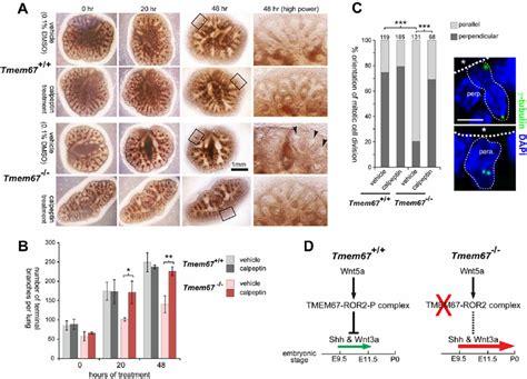 Rescue Of Normal Embryonic Lung Branching Morphogenesis And Polarity In
